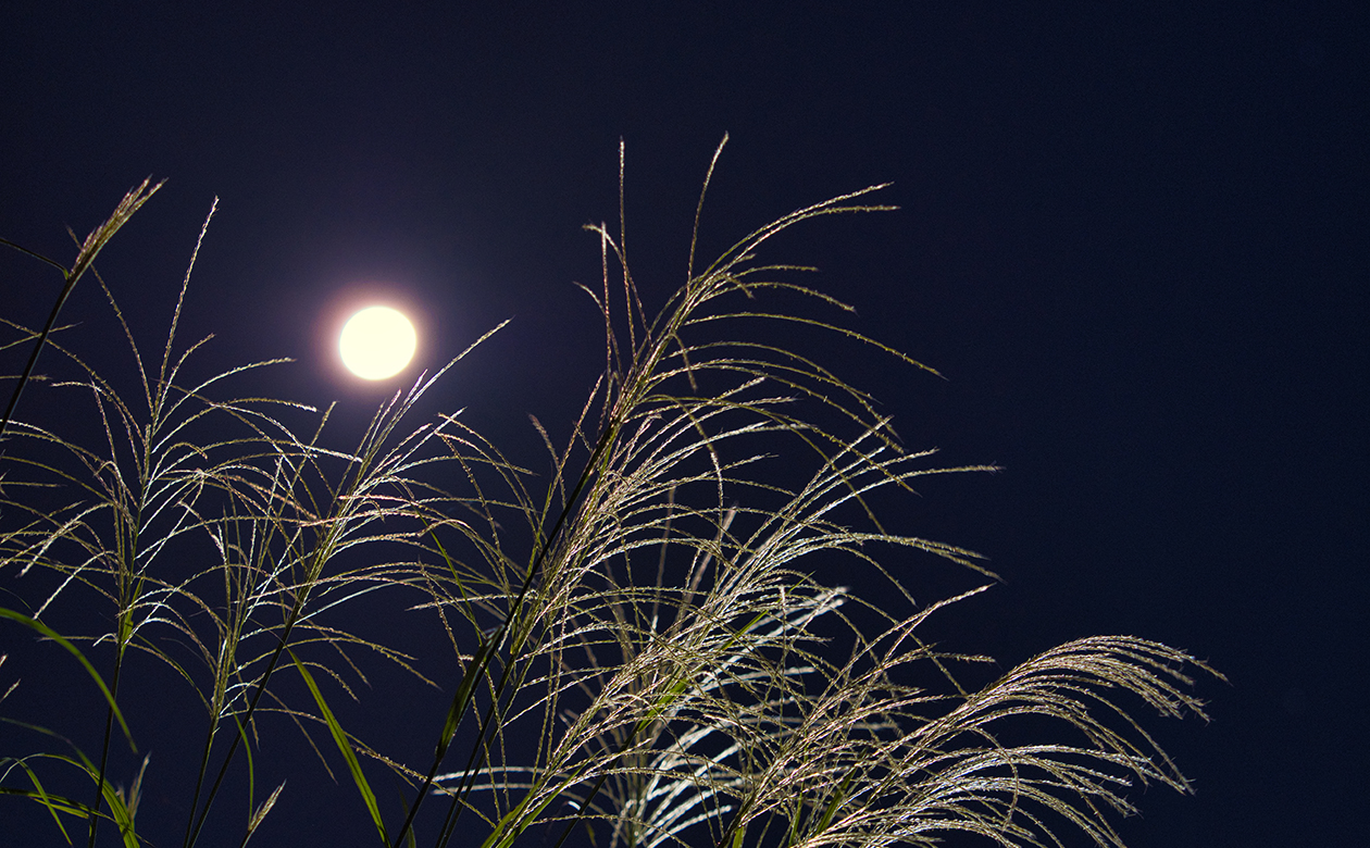 [札幌]TOPIKOのぽっけウラばなし。【 其の漆 】～知れば知るほどもっと知りたくなる日本の伝統。の巻～ | 土屋ホームトピア スタッフブログ